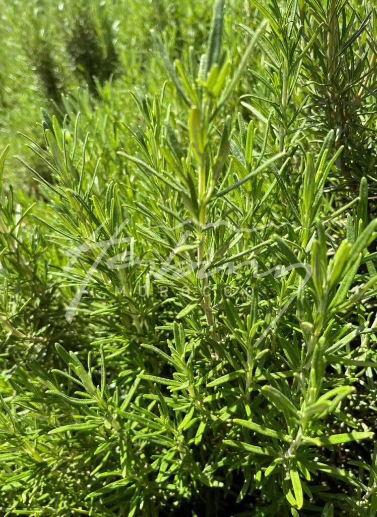 Plantes Aromatiques et Médicinales du Maroc | Herbinn Morocco